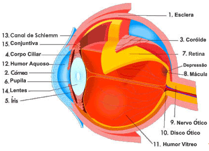 Anatomia e Fisiologia do Olho - Ericka Brasil de Menezes Massa - Oftalmologia